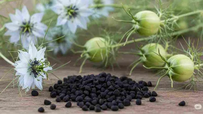 Fakta Menarik Bunga lawang! Dari Manfaat Serta Cara Mengolahnya ...