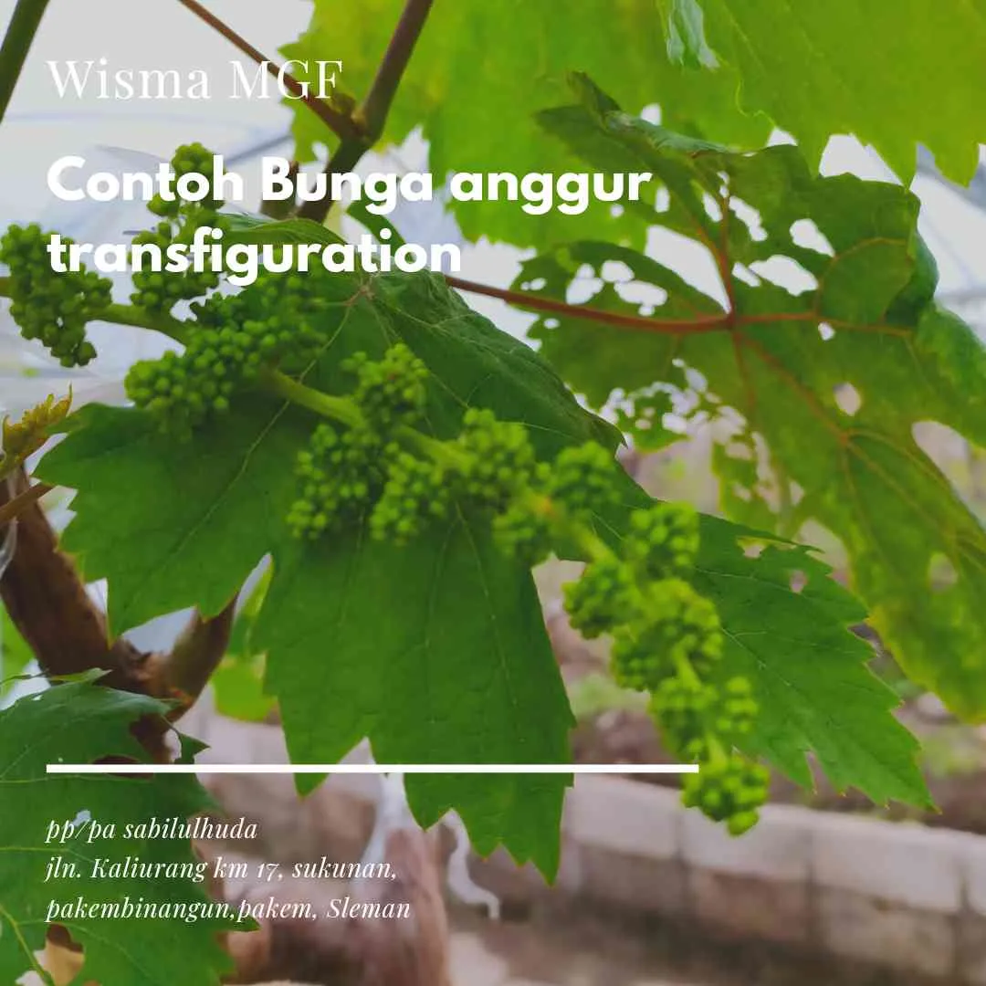 Cara Merawat Pohon Anggur Agar Tumbuh Subur Dan Cepat Berbuah - Sabilulhuda