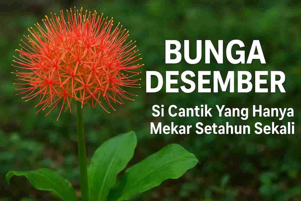 Bunga Desember: Si Cantik Yang Hanya Mekar Setahun Sekali - Sabilulhuda