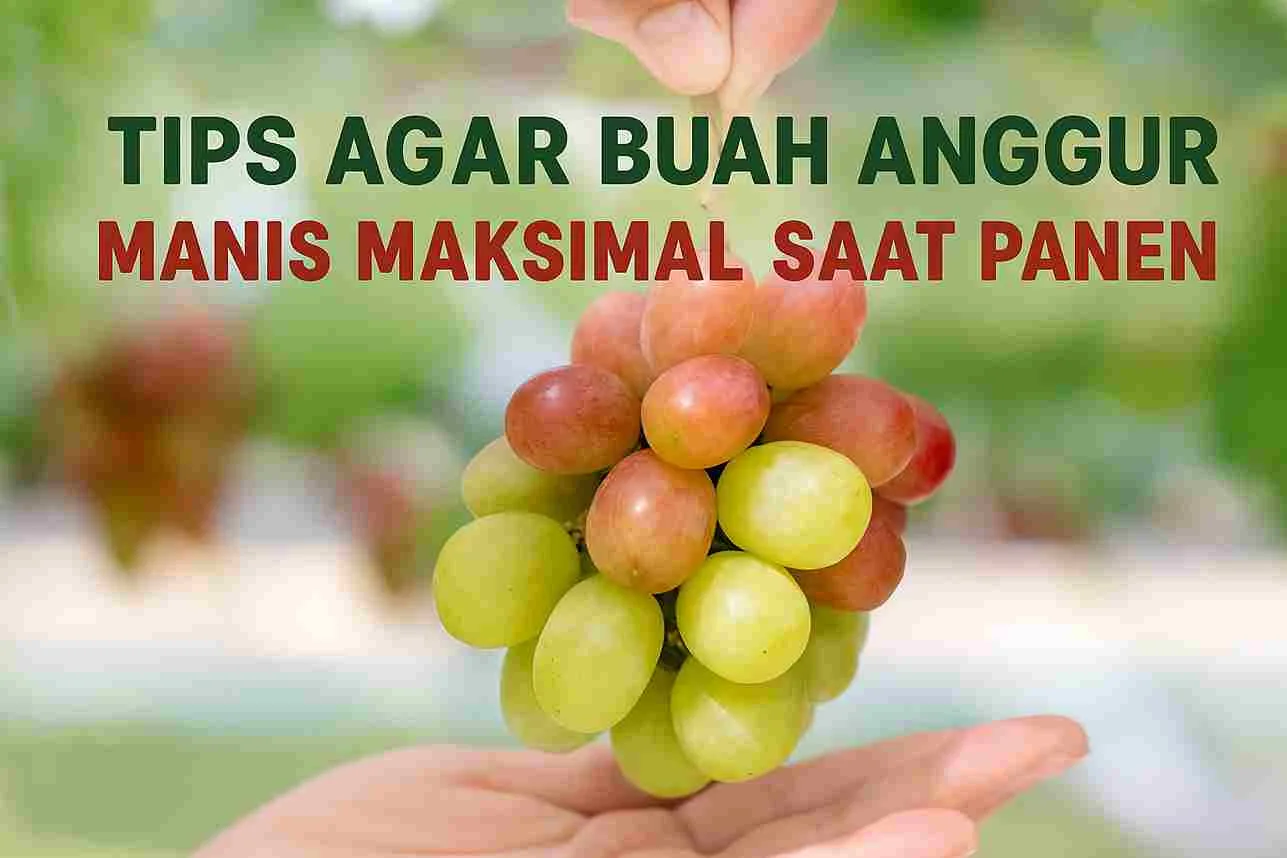 Tips Ampuh Agar Buah Anggur Manis Maksimal Saat Panen - Sabilulhuda